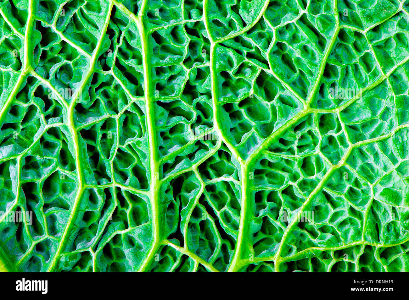 macro photography of green kale leaf surface Stock Photo - Alamy