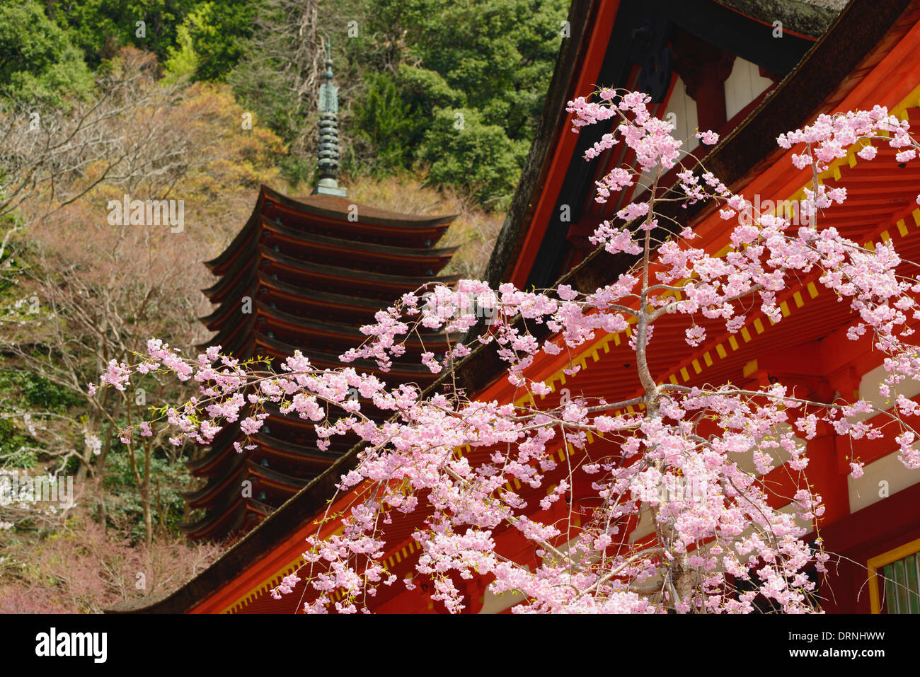 Tanzan Shrine and cherry blossoms Stock Photo - Alamy