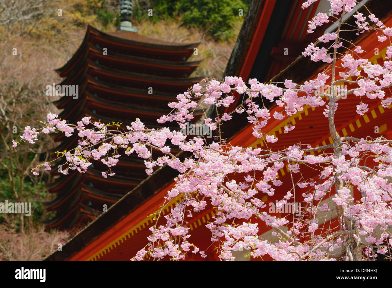 Tanzan Shrine and cherry blossoms Stock Photo - Alamy