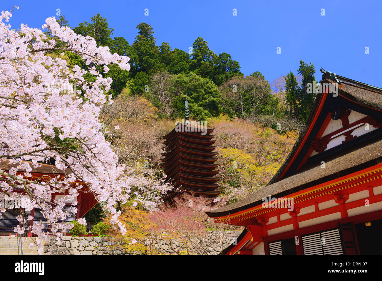 Tanzan Shrine and cherry blossoms Stock Photo - Alamy