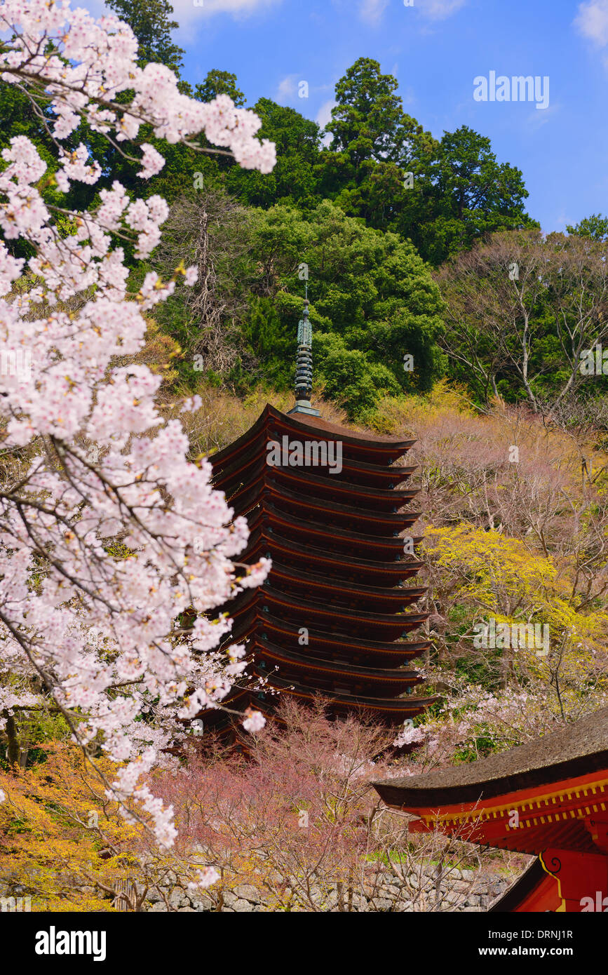 Tanzan Shrine and cherry blossoms Stock Photo - Alamy