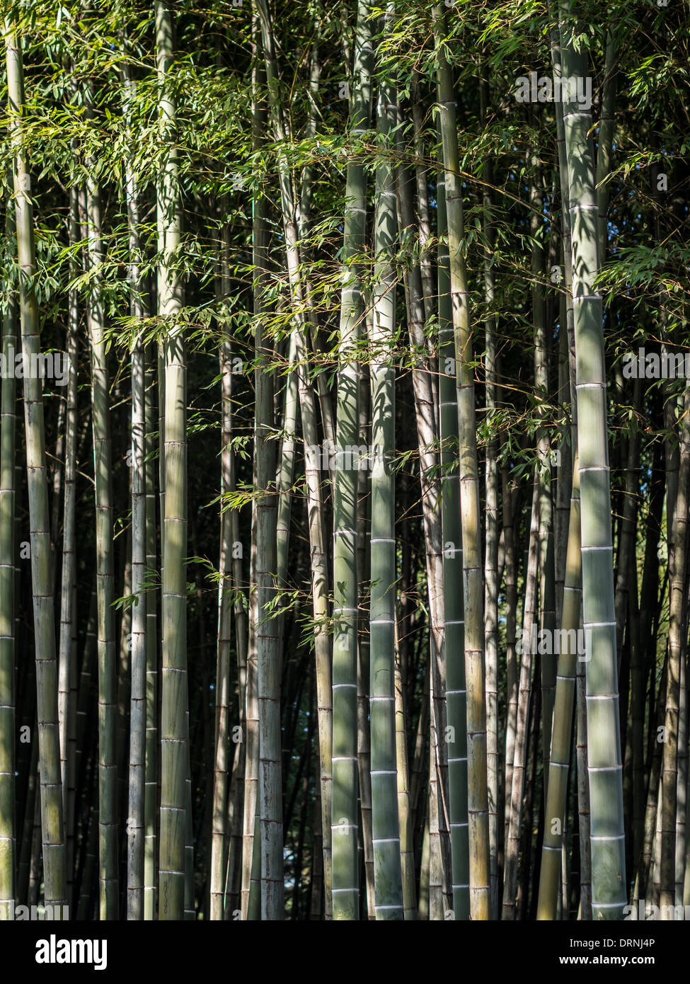 Georgia green hi-res stock photography and images - Alamy