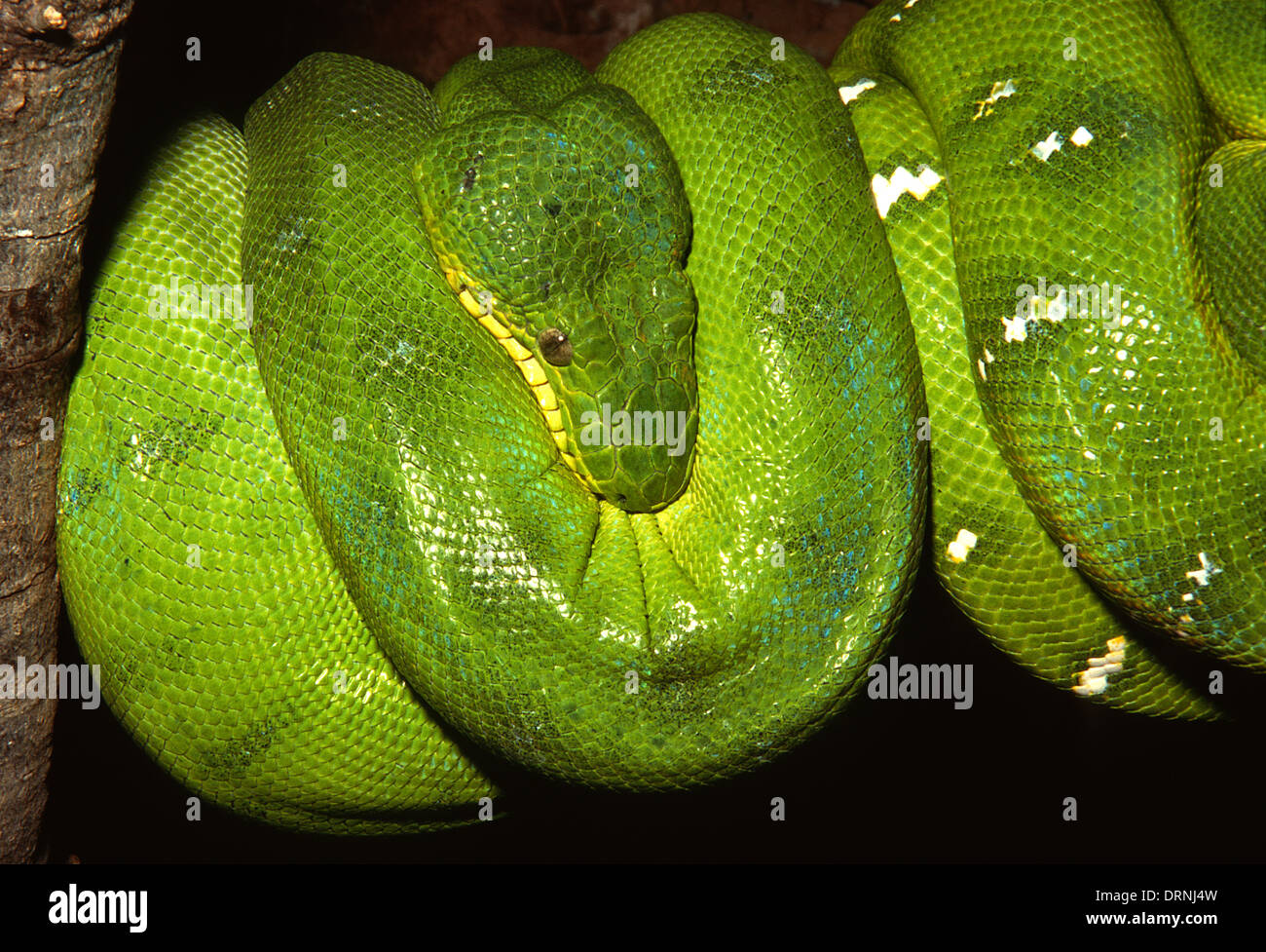Emerald Boa Corallus caninus, Boidae, Central and South America Stock ...