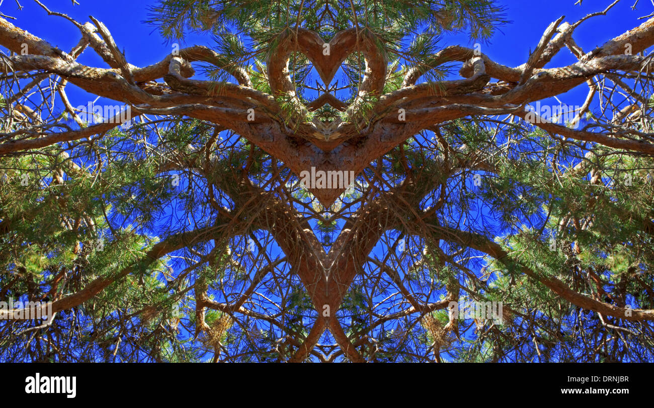 Natural symmetrie hi-res stock photography and images - Alamy