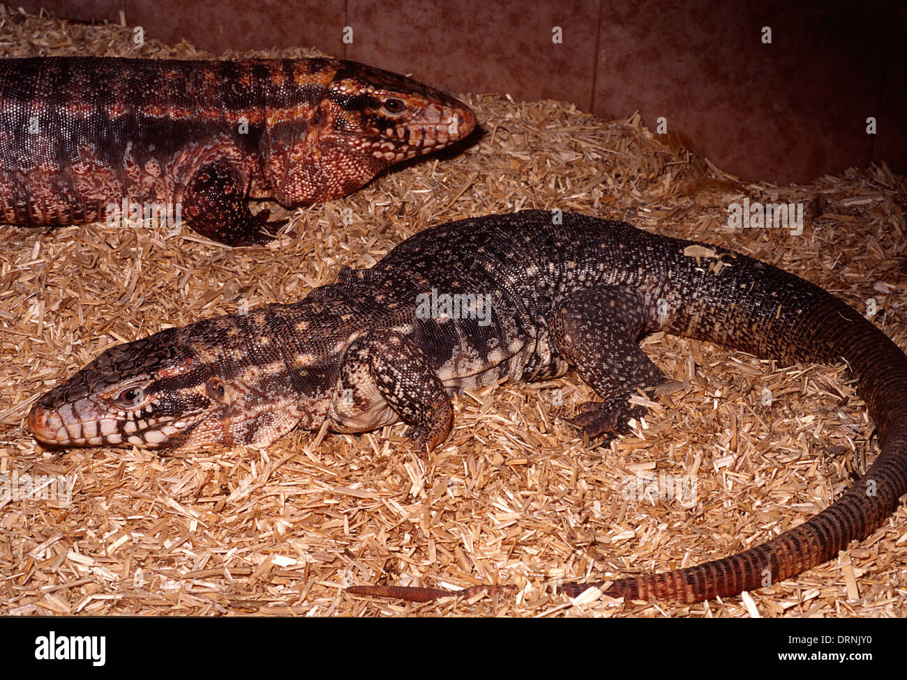 Argentine red tegu (Tupinambis rufescens), Teiidae, Argentine, Paraguay ...