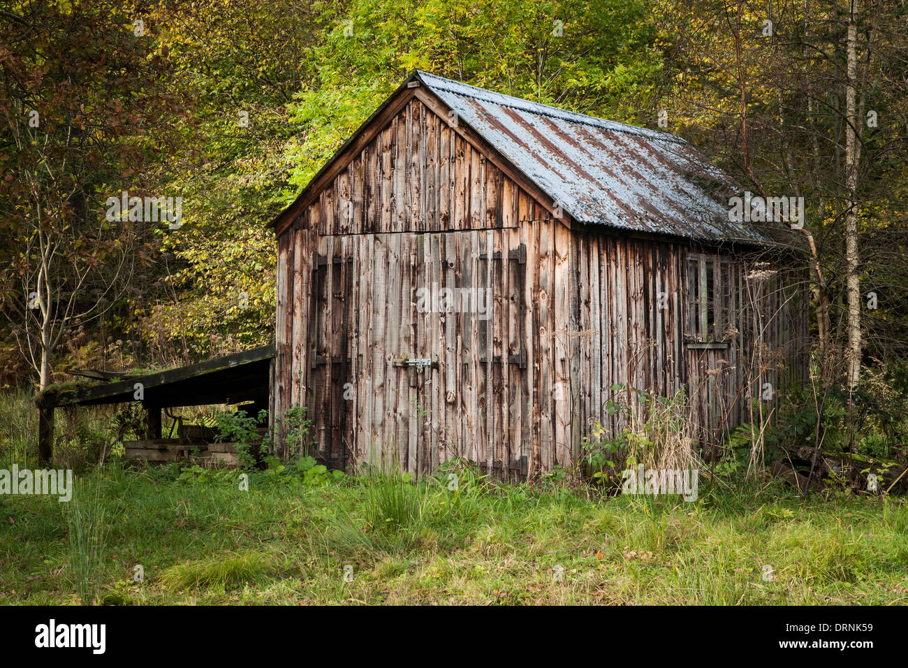 Timber Yard in Autumn, Mulgrave Woods, North yorkshire England Stock ...