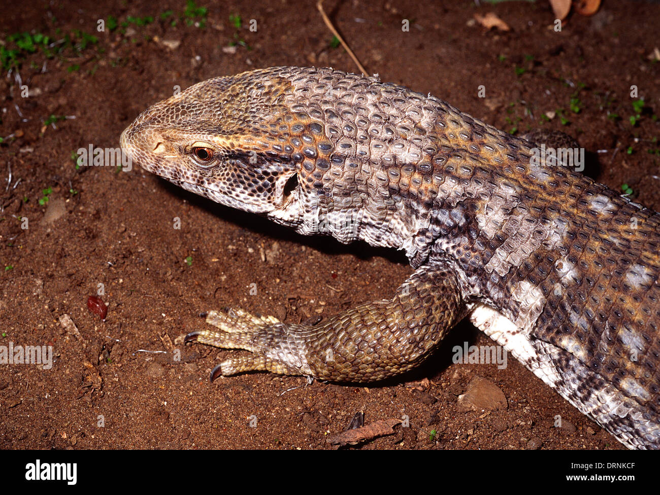 Varanus exanthematicus hi-res stock photography and images - Alamy