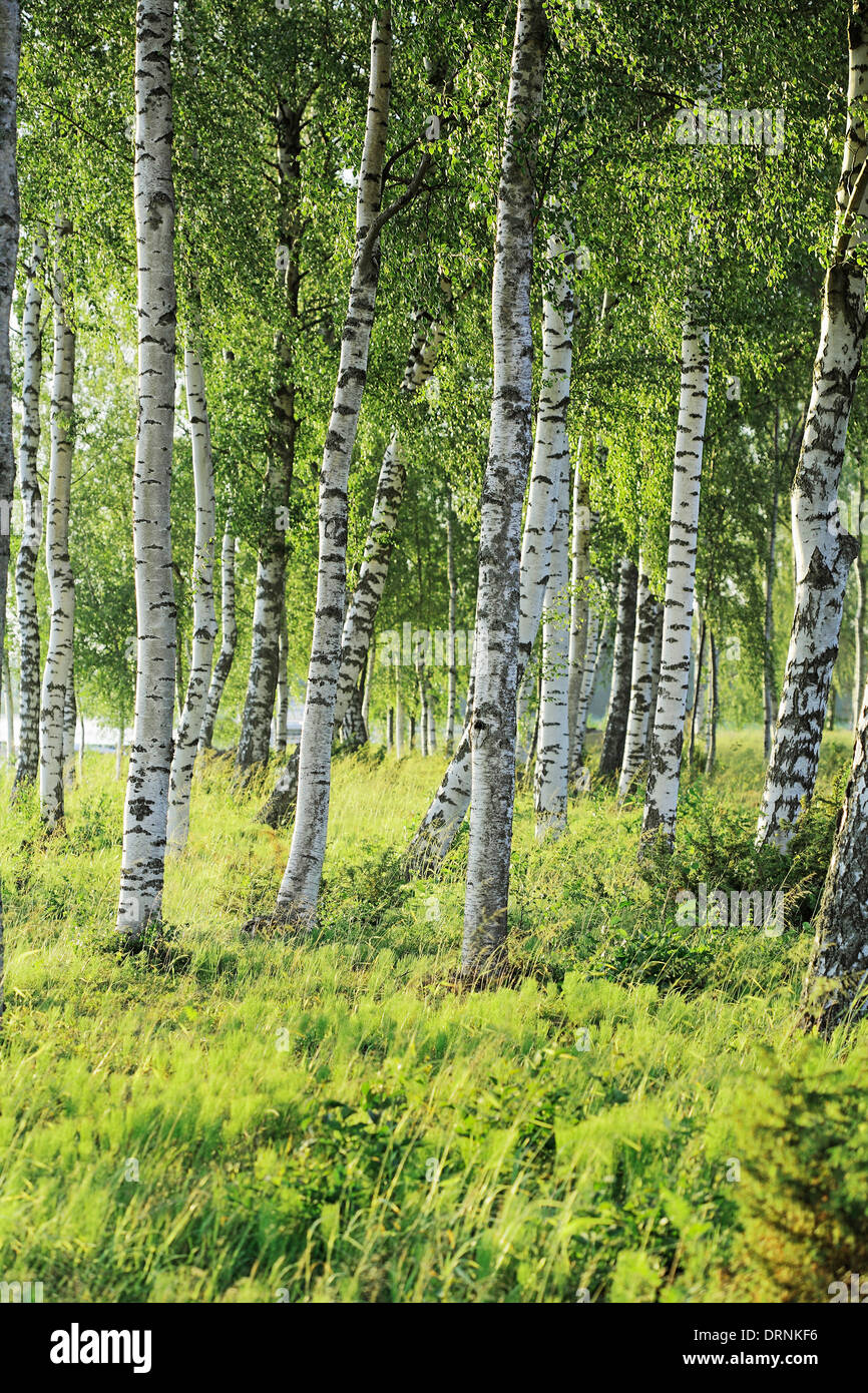 Nordic Birch Forest in evening light Stock Photo - Alamy