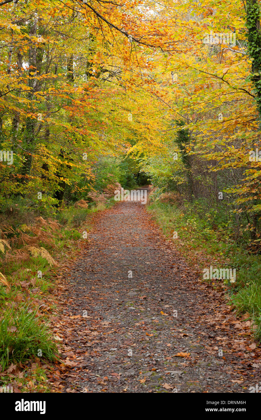 Forest path through beech forest hi-res stock photography and images ...