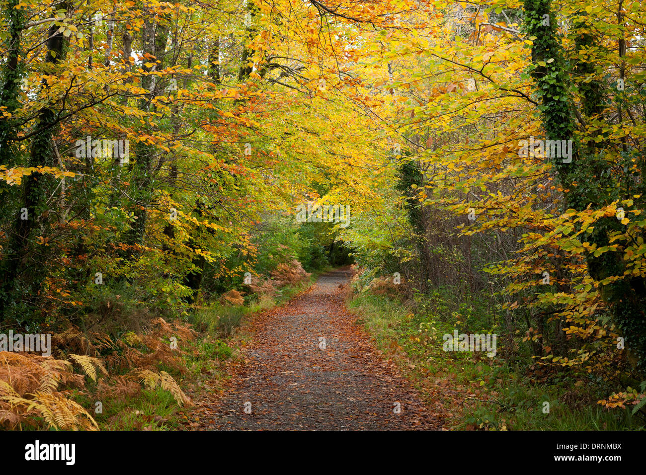 Forest path with beech trees hi-res stock photography and images - Alamy