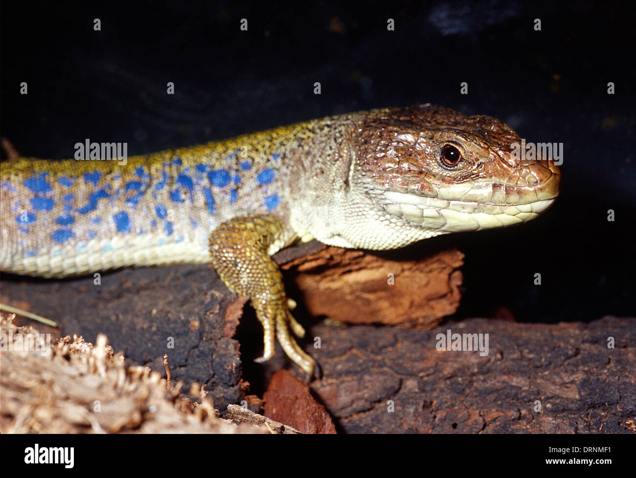 Ocellated lizard (Timon lepidus), Lacertidae, Europe Stock Photo - Alamy