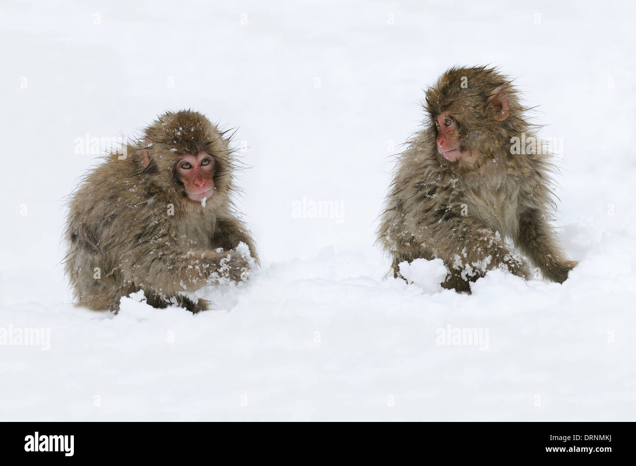 Two young Japanese Macaques aka Snow Monkeys playing in the snow in the ...
