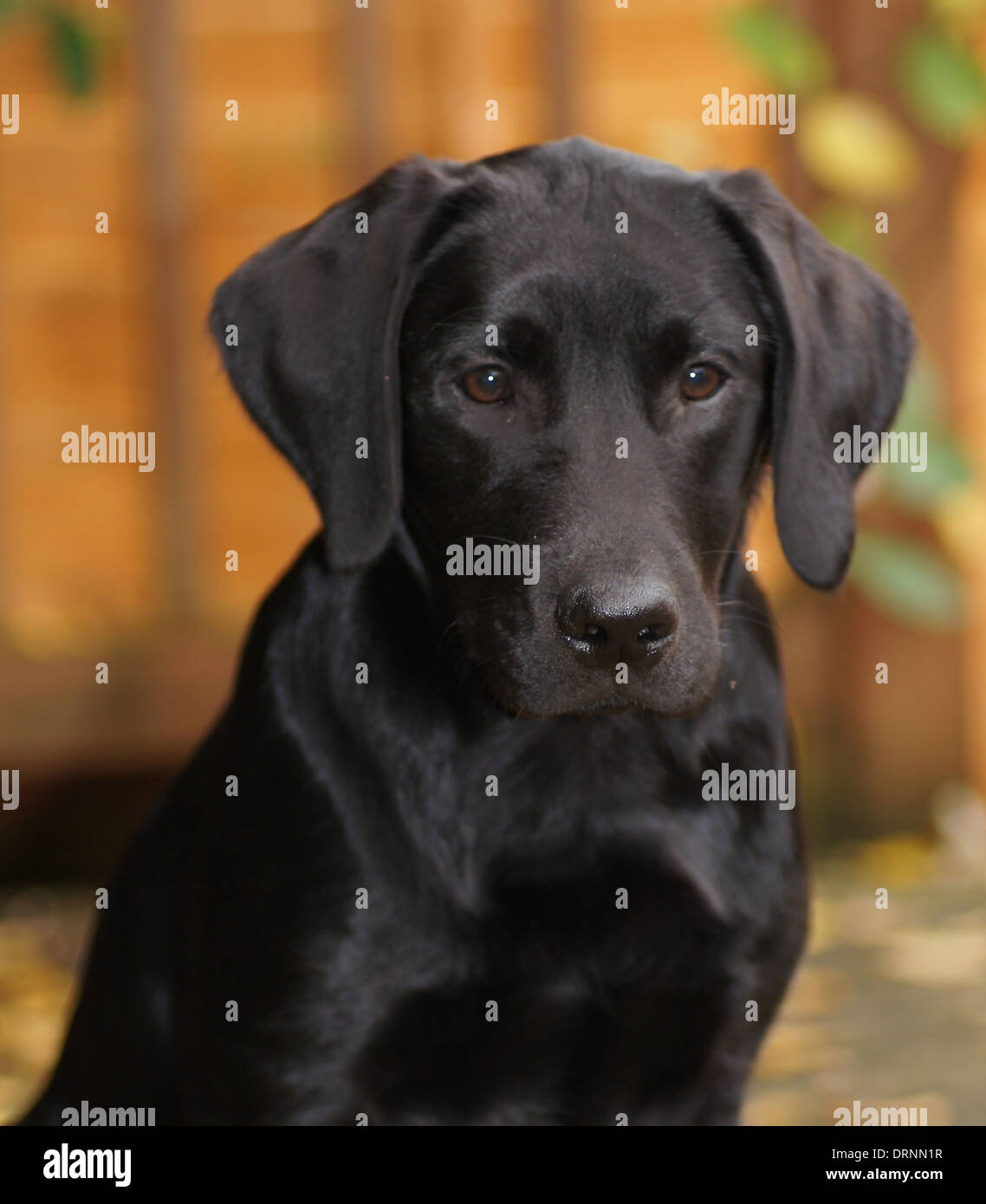 Photo of four month old black Labrador puppy sitting. Photo was taken ...