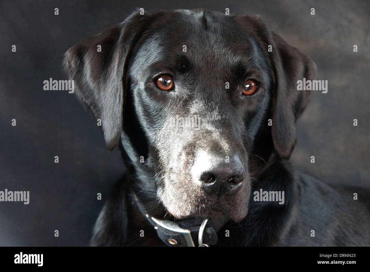 Labrador black hi-res stock photography and images - Alamy
