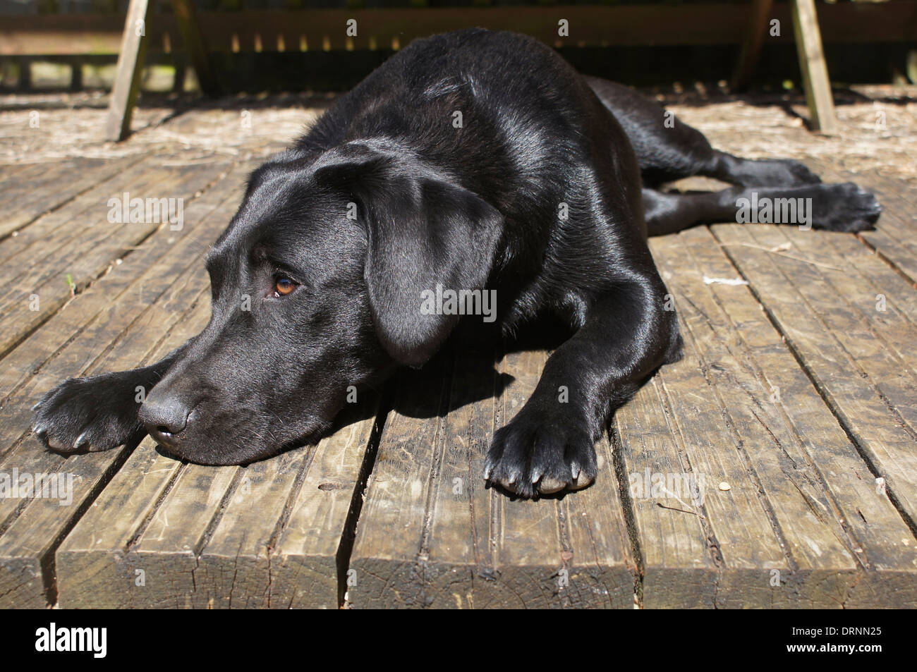 Young black Labrador lying on decking Stock Photo - Alamy