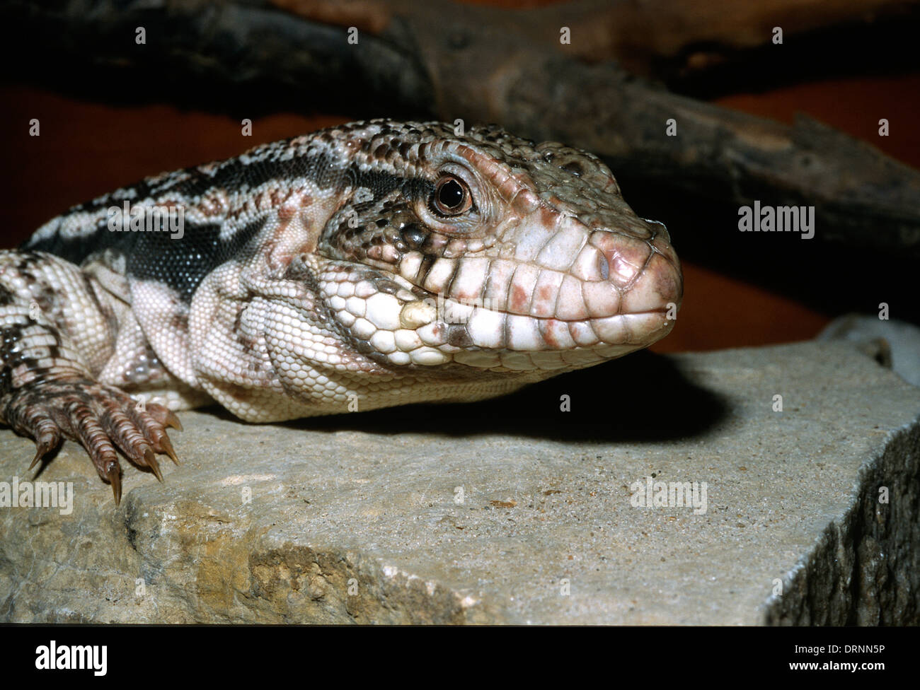 Gold Tegu (Tupinambis teguixin), Teiidae, Panama, South America Stock ...