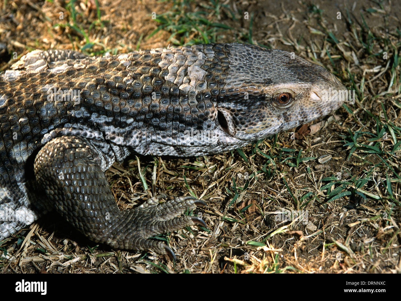 Varanus exanthematicus hi-res stock photography and images - Alamy