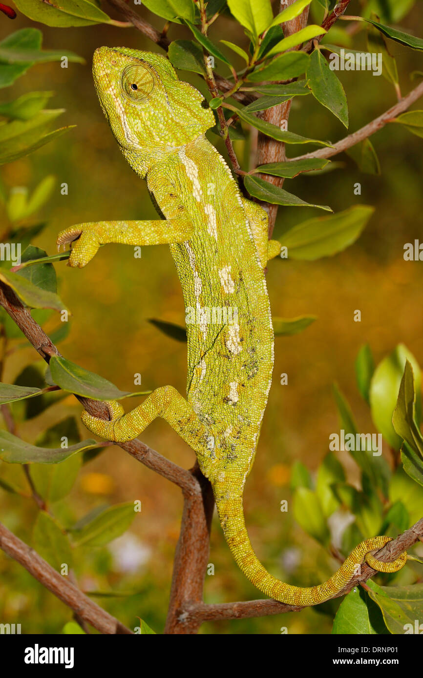 Chamaeleonidae family hi-res stock photography and images - Alamy