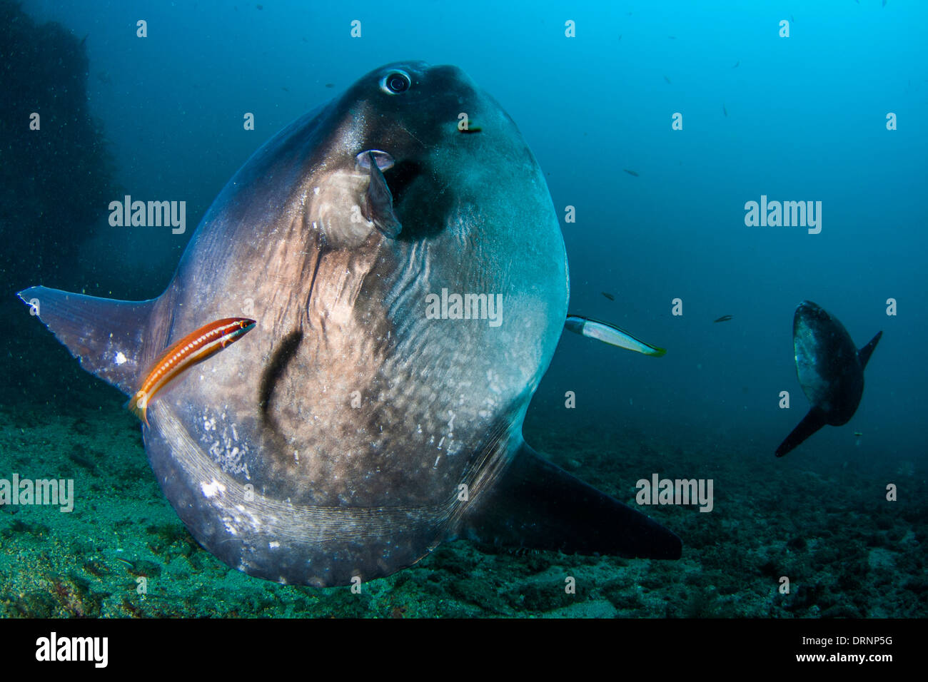 Sunfish (Mola mola) is a rare and enormous fish in our seas and oceans ...