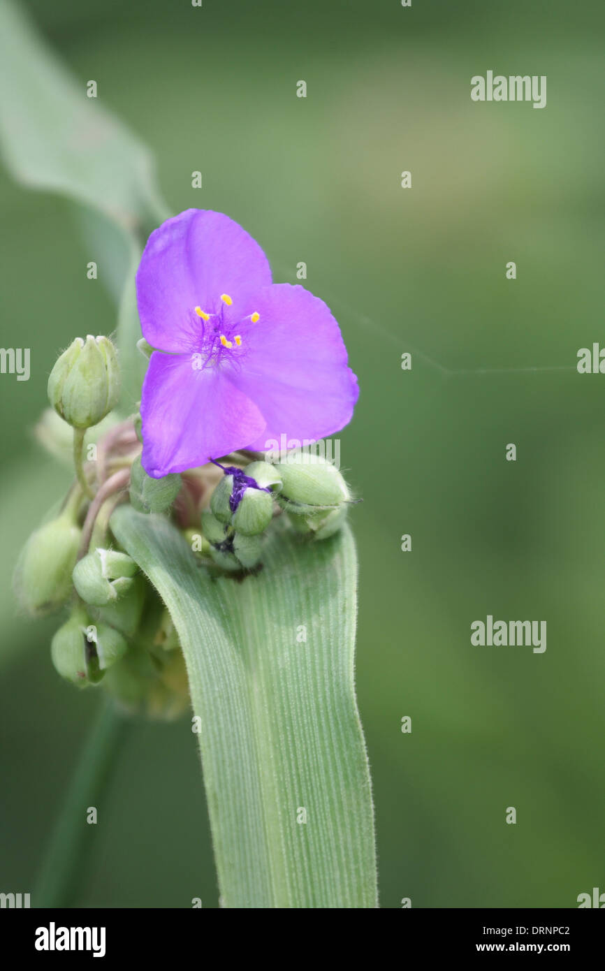 Spiderwort flower hi-res stock photography and images - Alamy