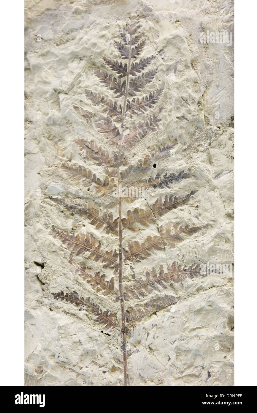 Liaoning fossil hi-res stock photography and images - Alamy