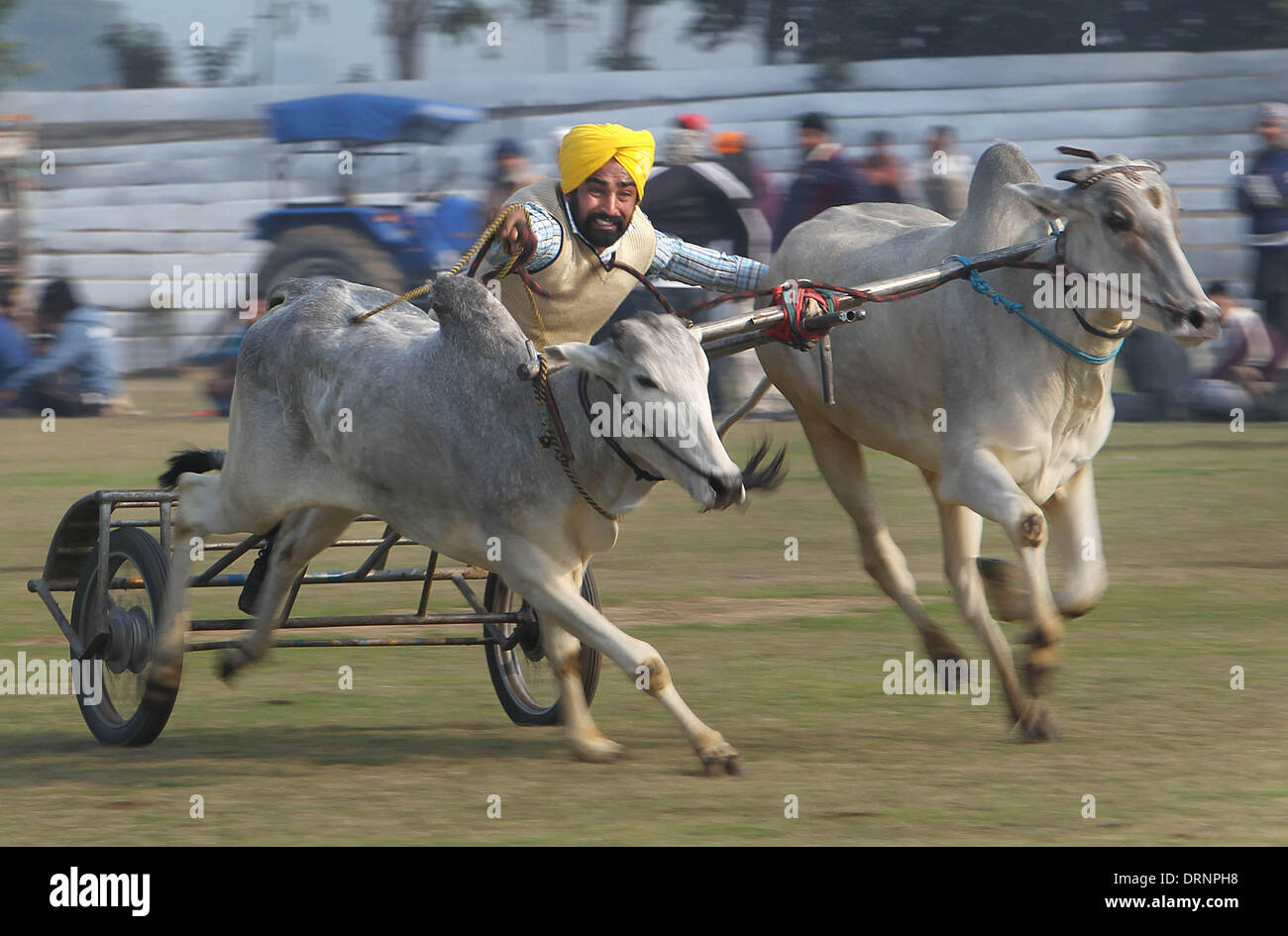 Indian bullock cart race hi-res stock photography and images - Alamy