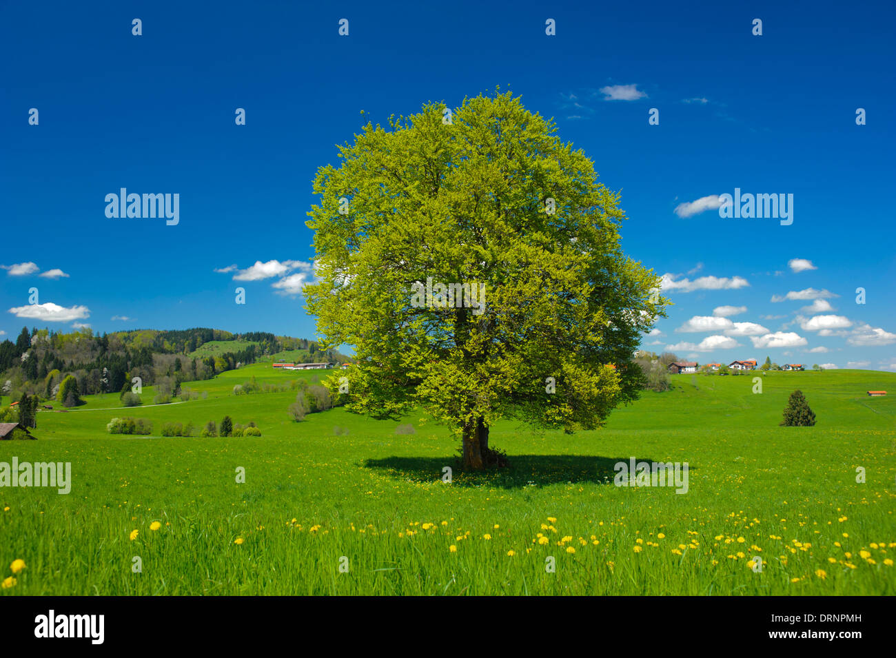 Beech tree field hi-res stock photography and images - Alamy