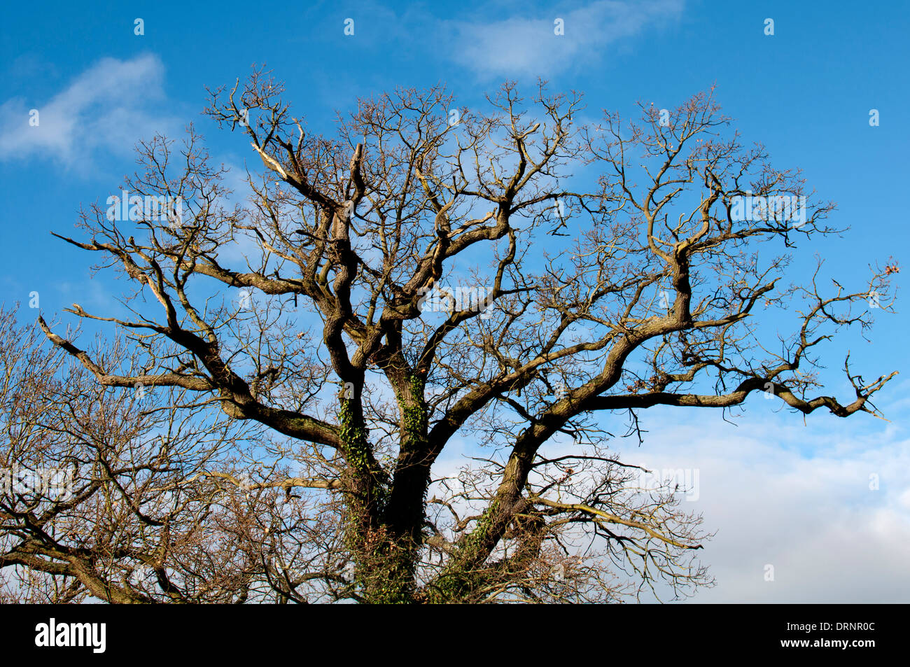Leafless oak tree in winter, UK Stock Photo - Alamy