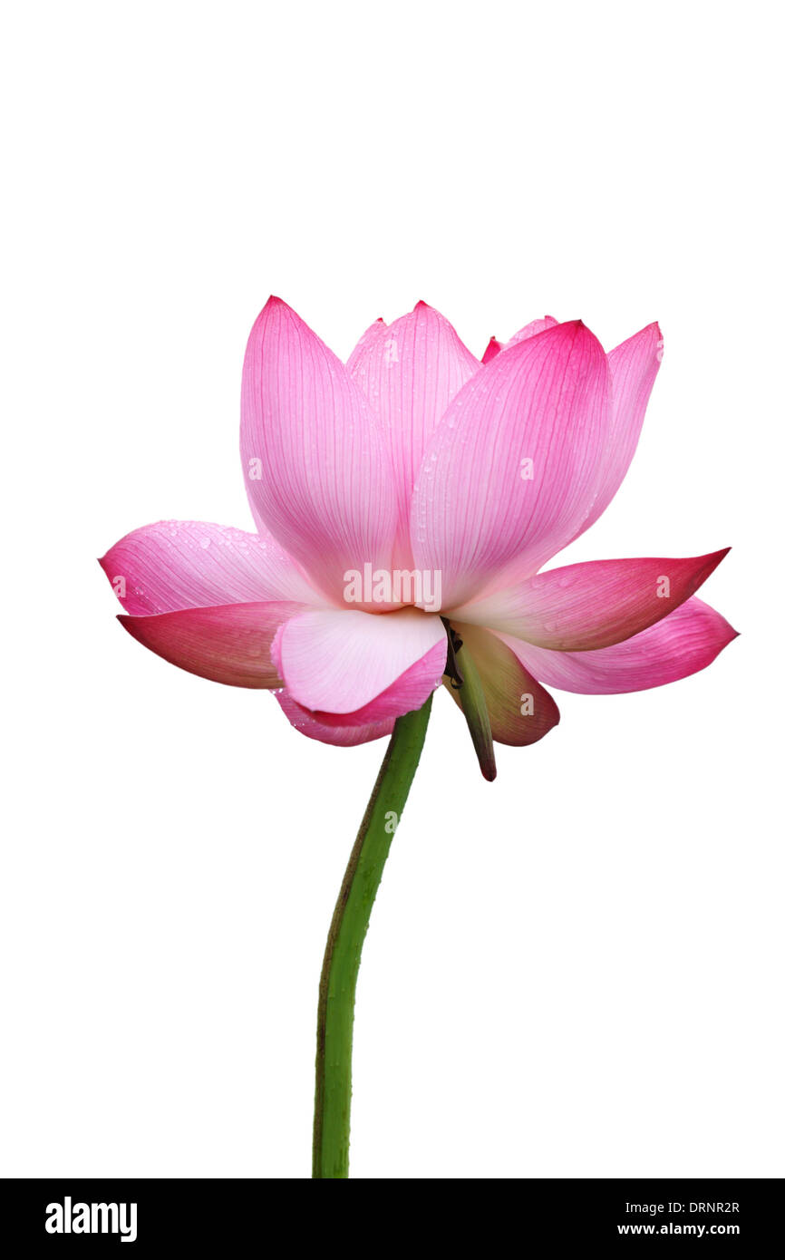 Wet lotus flower Cut Out Stock Images & Pictures - Alamy