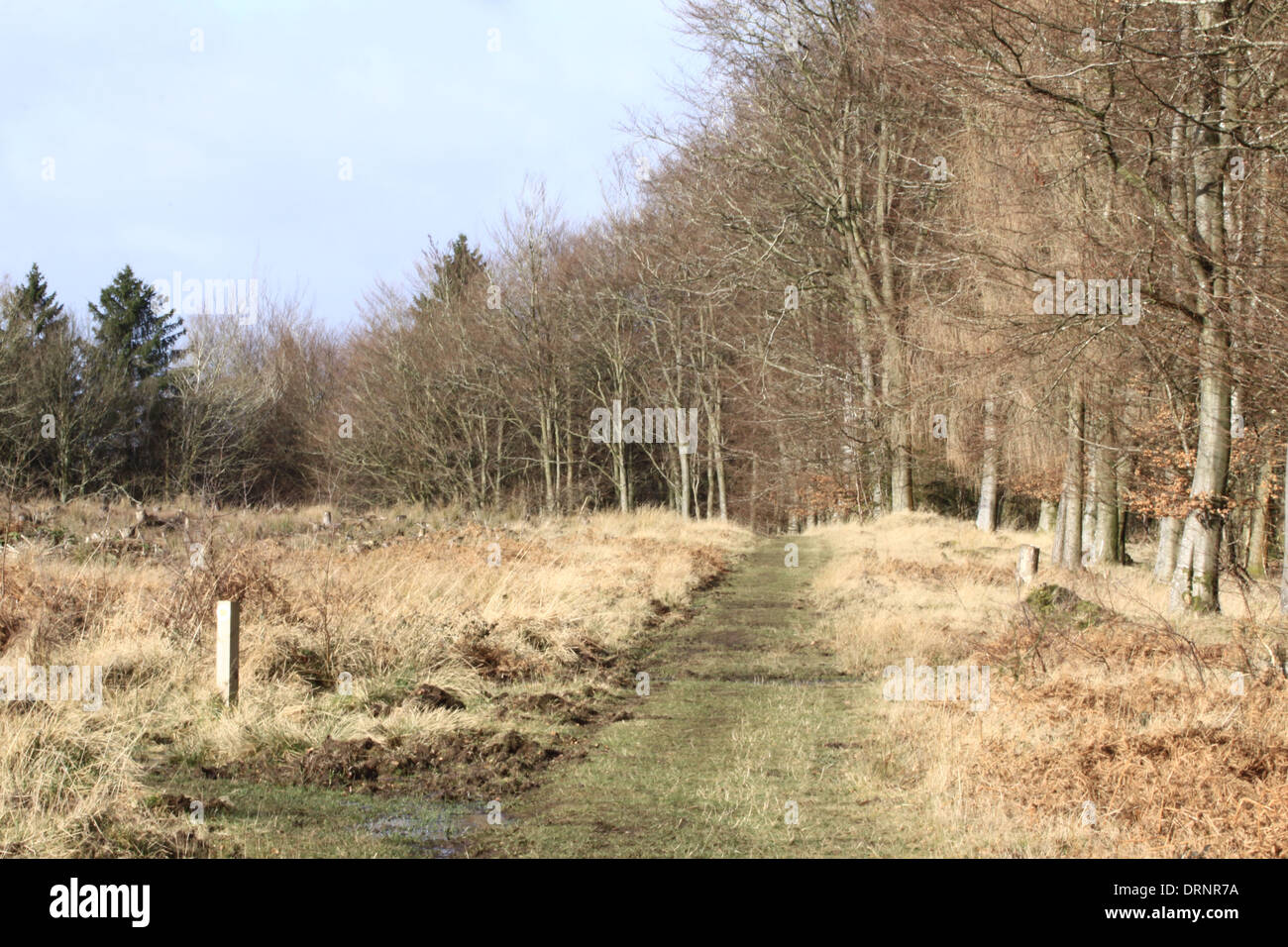 Crabtree Hill, Forest of Dean Gloucestershire, England Stock Photo - Alamy