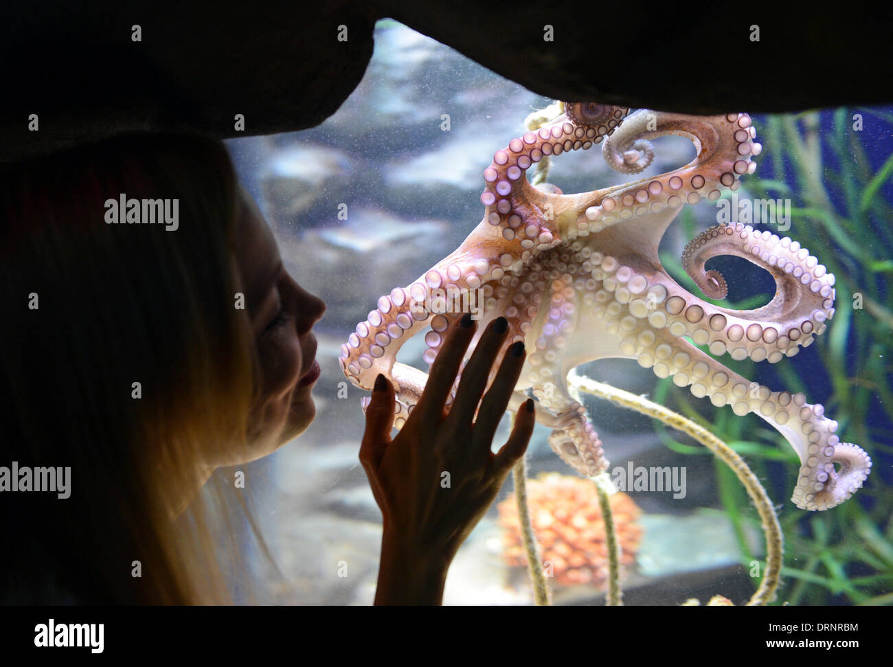 Female World Boxing Champion High Resolution Stock Photography and Images - Alamy