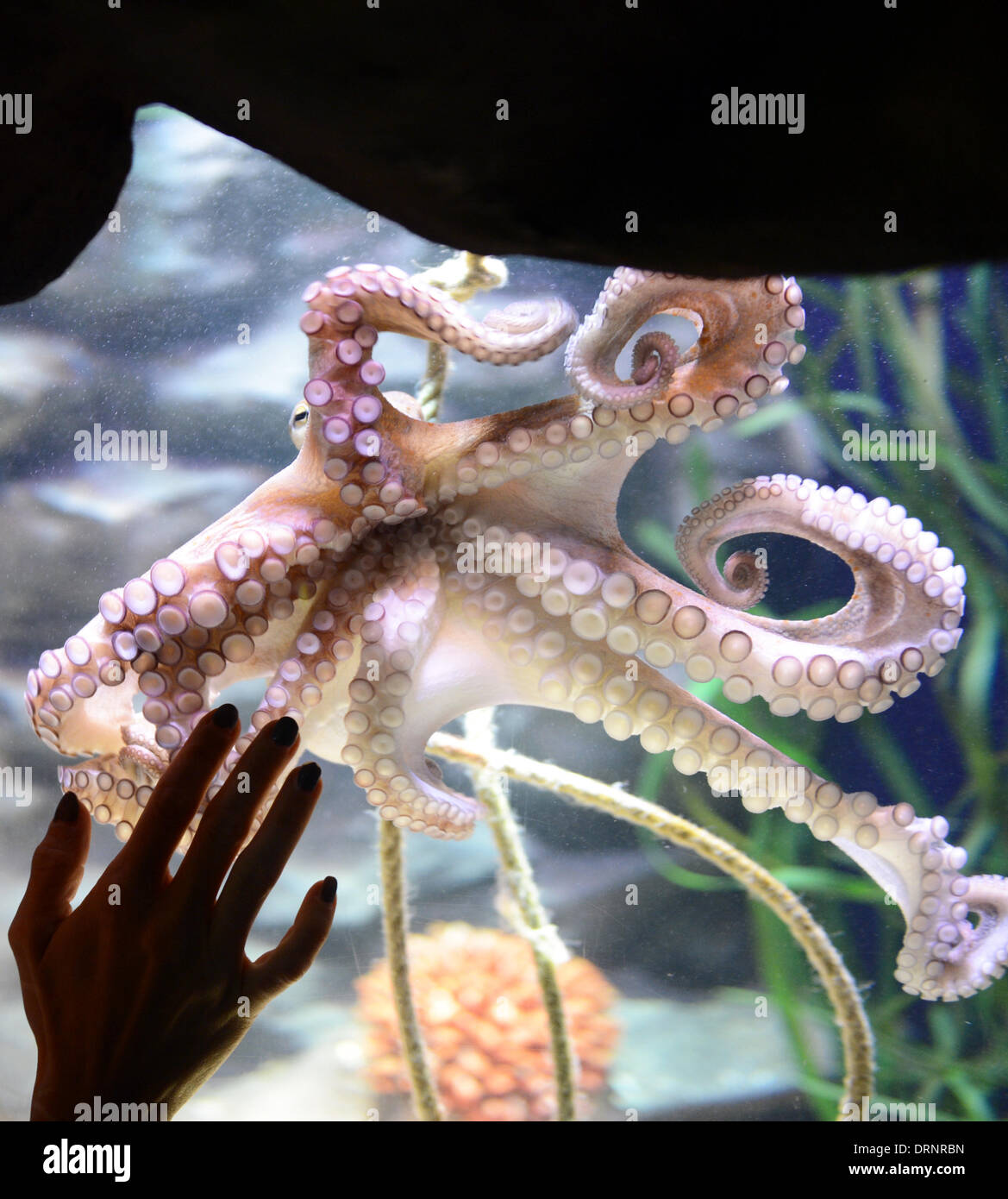 Berlin, Germany. 30th Jan, 2014. A Common octopus (Octopus vulgaris) at ...