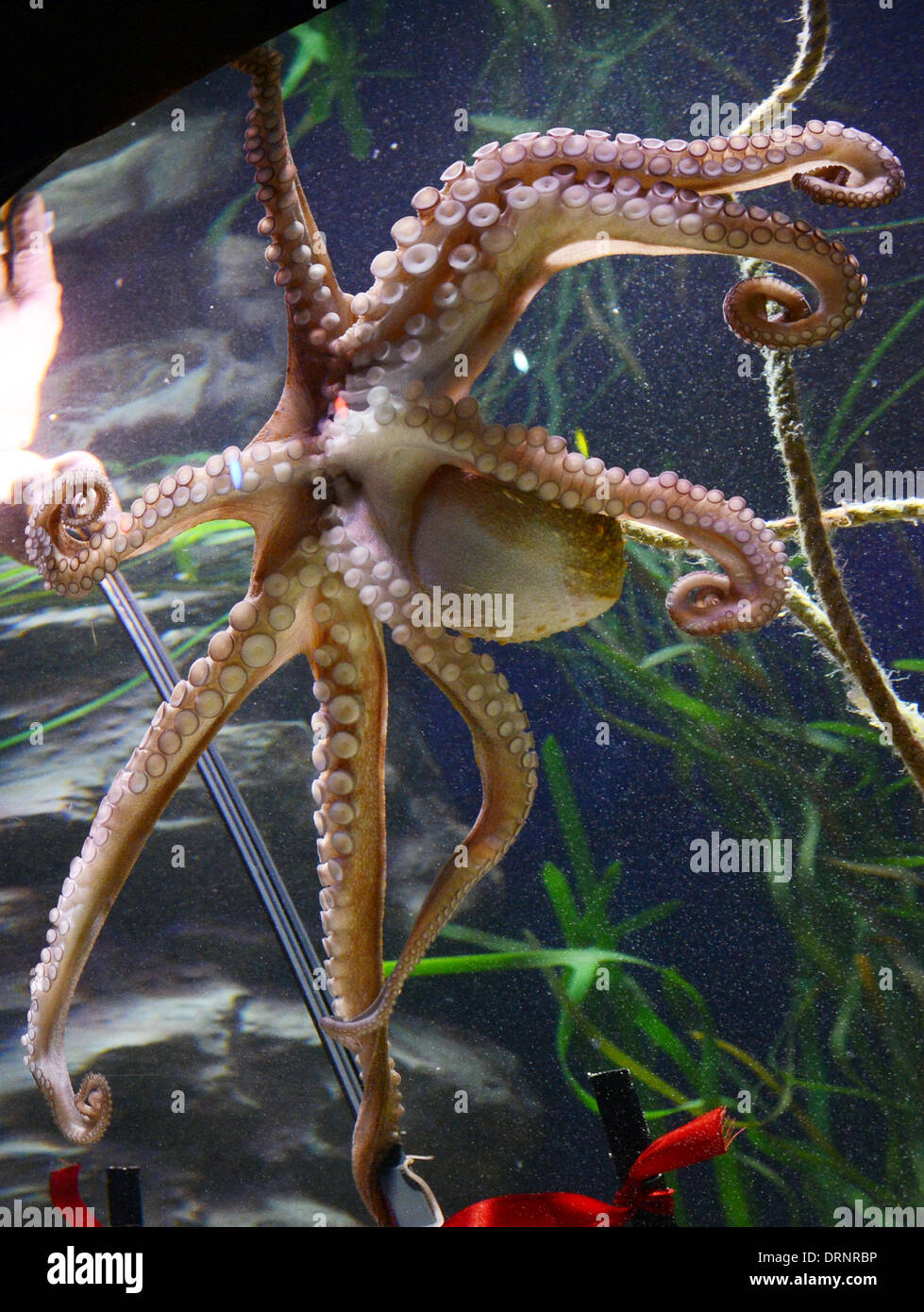 Octopus cave hi-res stock photography and images - Alamy