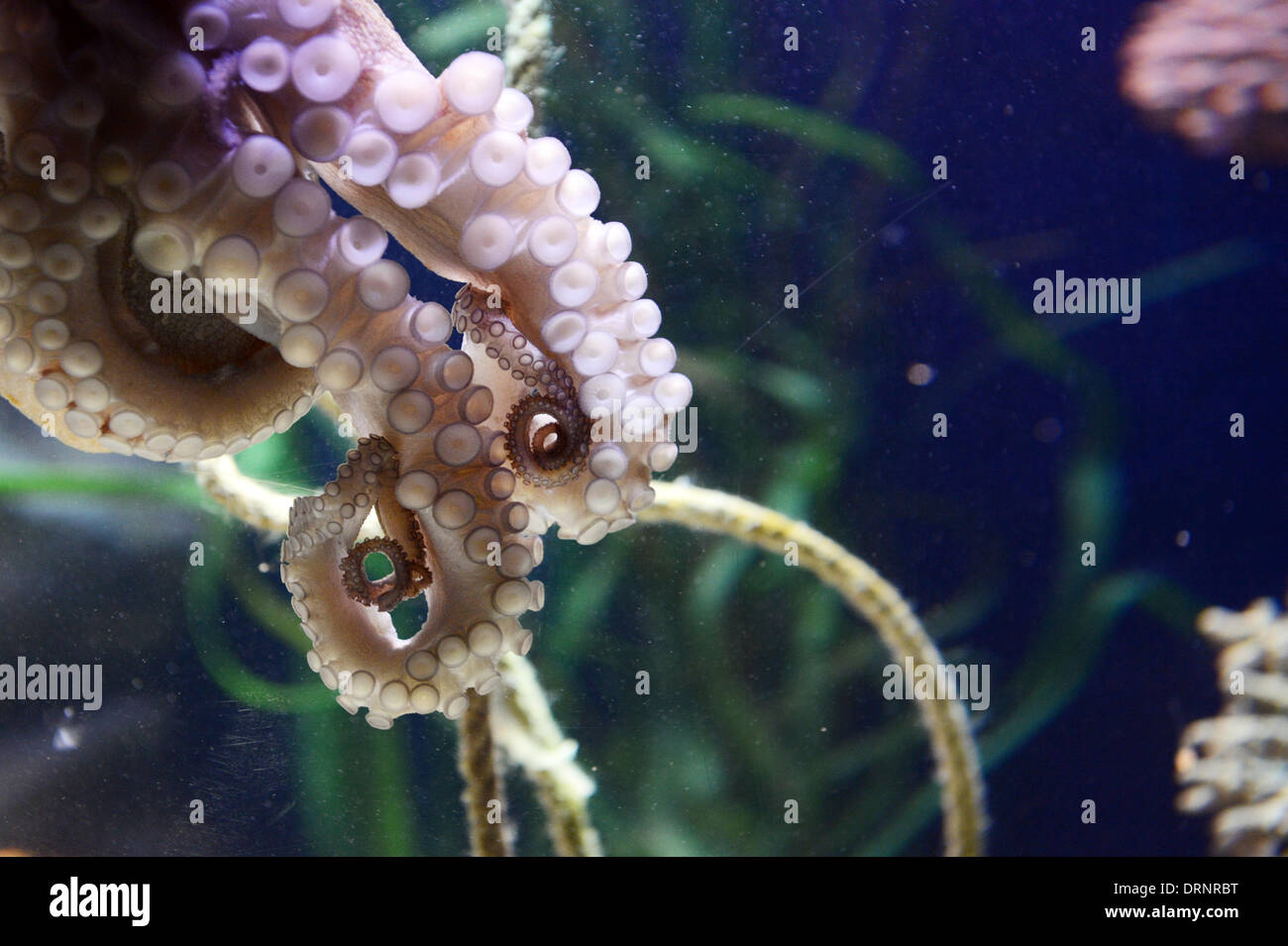 Octopus Cave High Resolution Stock Photography and Images - Alamy