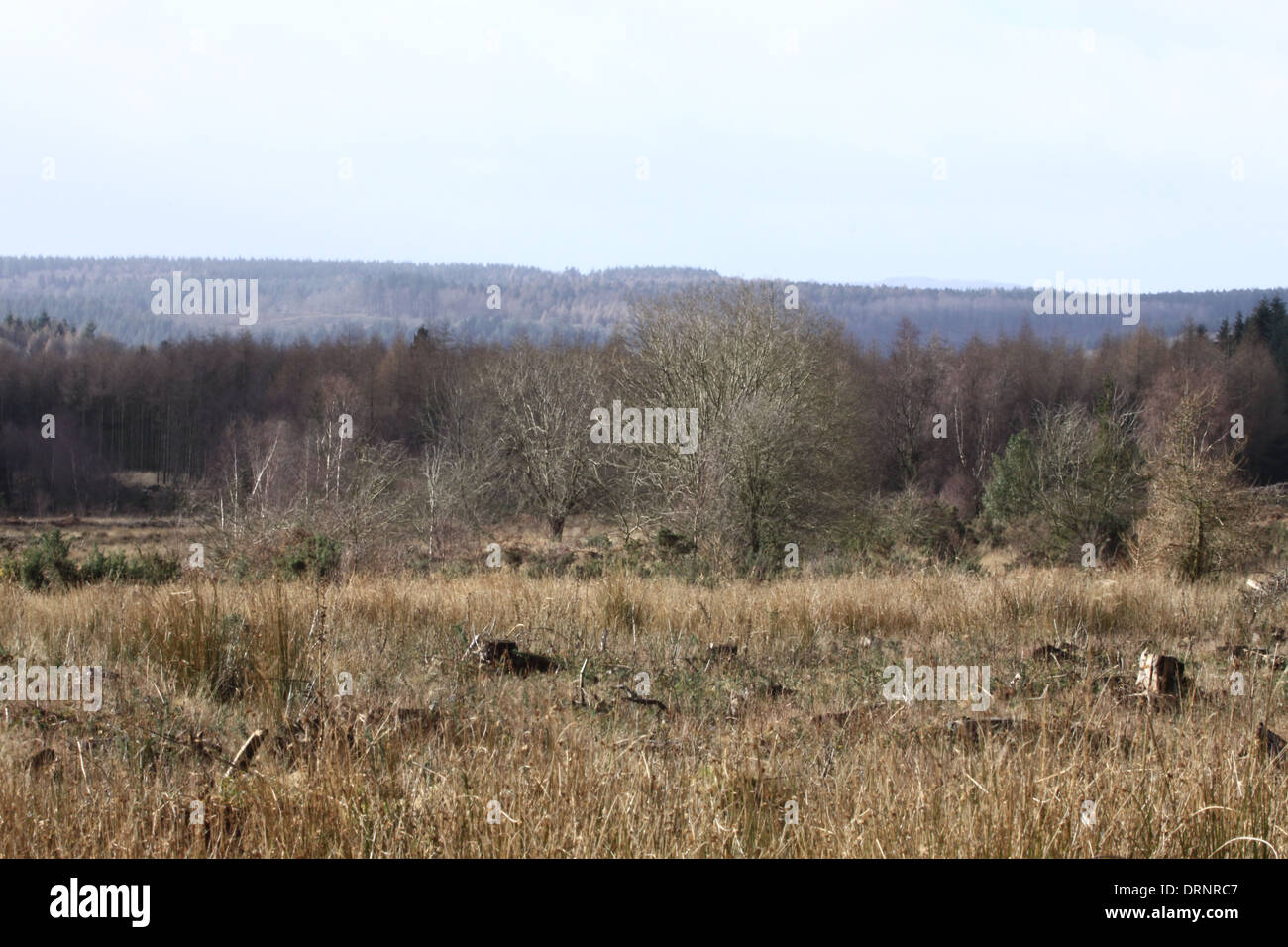 Crabtree Hill, Forest of Dean Gloucestershire, England Stock Photo - Alamy
