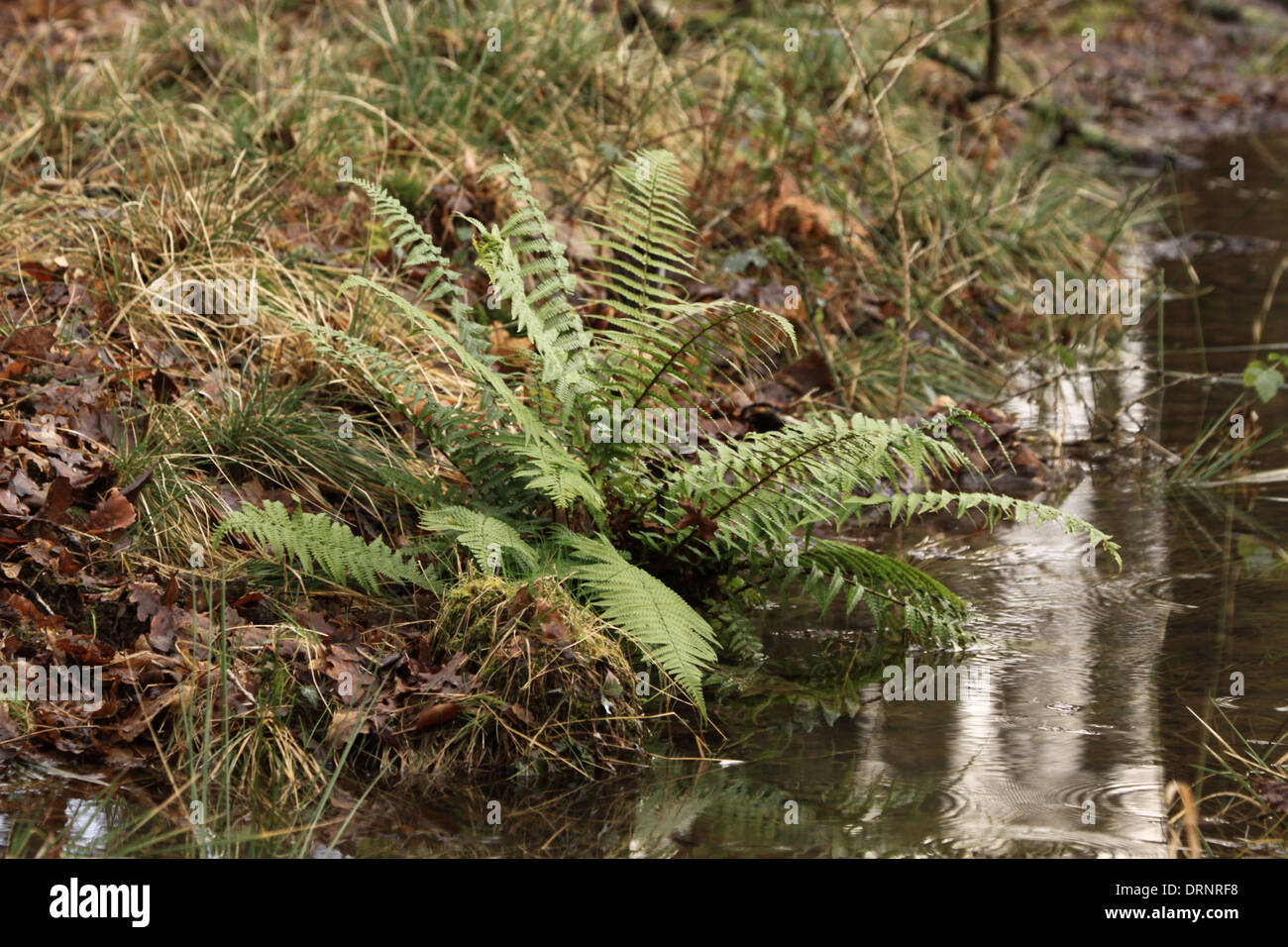 Tufted ferns hi-res stock photography and images - Alamy
