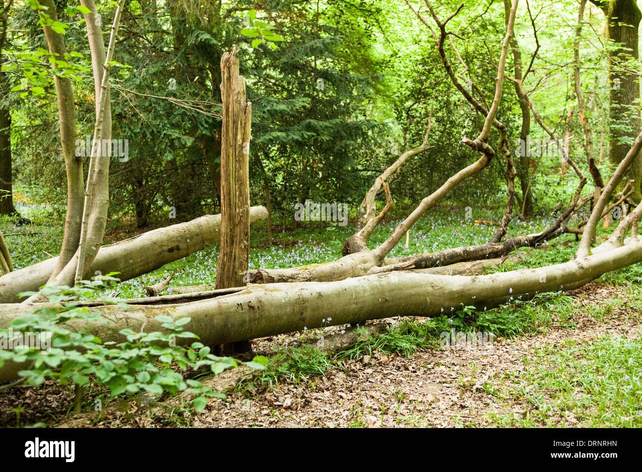 English woodland with fallen trees Stock Photo - Alamy