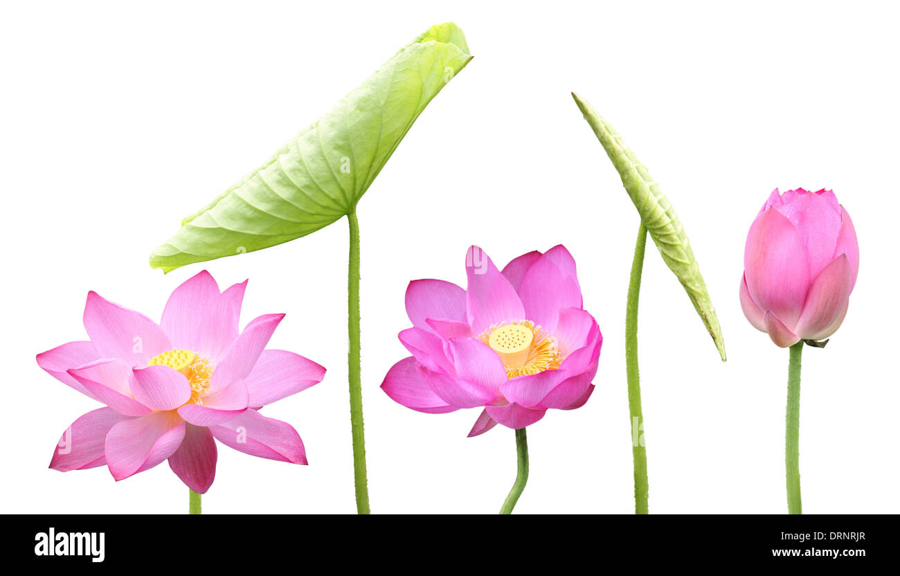 Cutout lotus hi-res stock photography and images - Alamy
