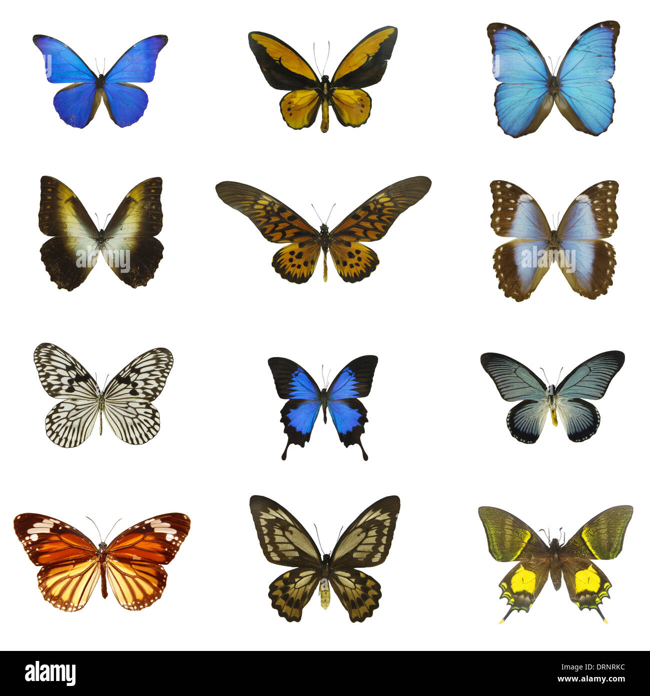 Butterflies flying and group hi-res stock photography and images - Alamy