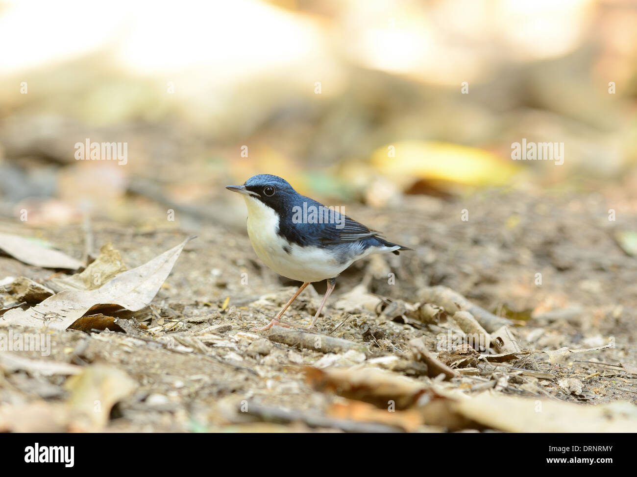 Siberian blue robin hi-res stock photography and images - Alamy