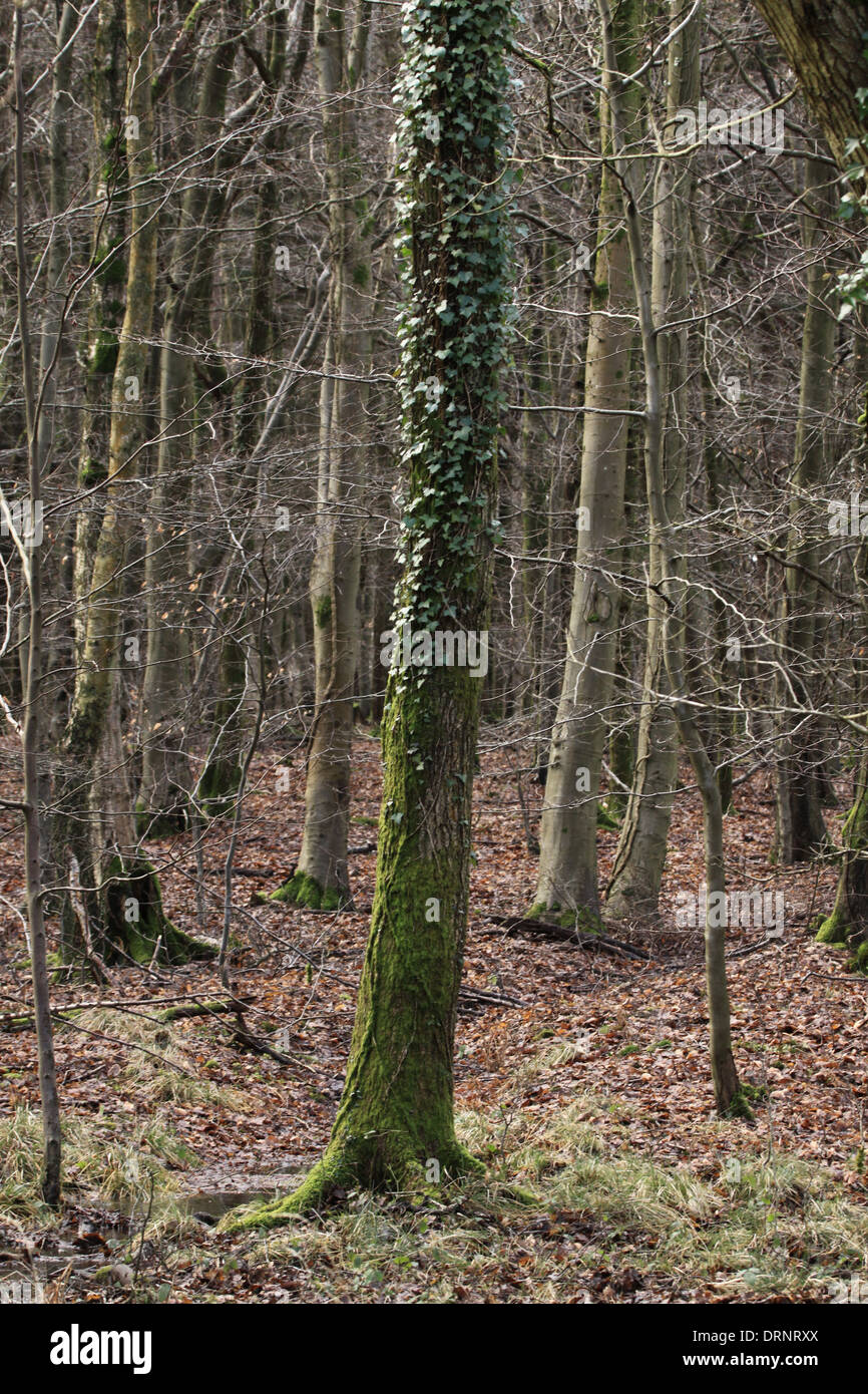 Tree with Ivy growing on it Stock Photo - Alamy