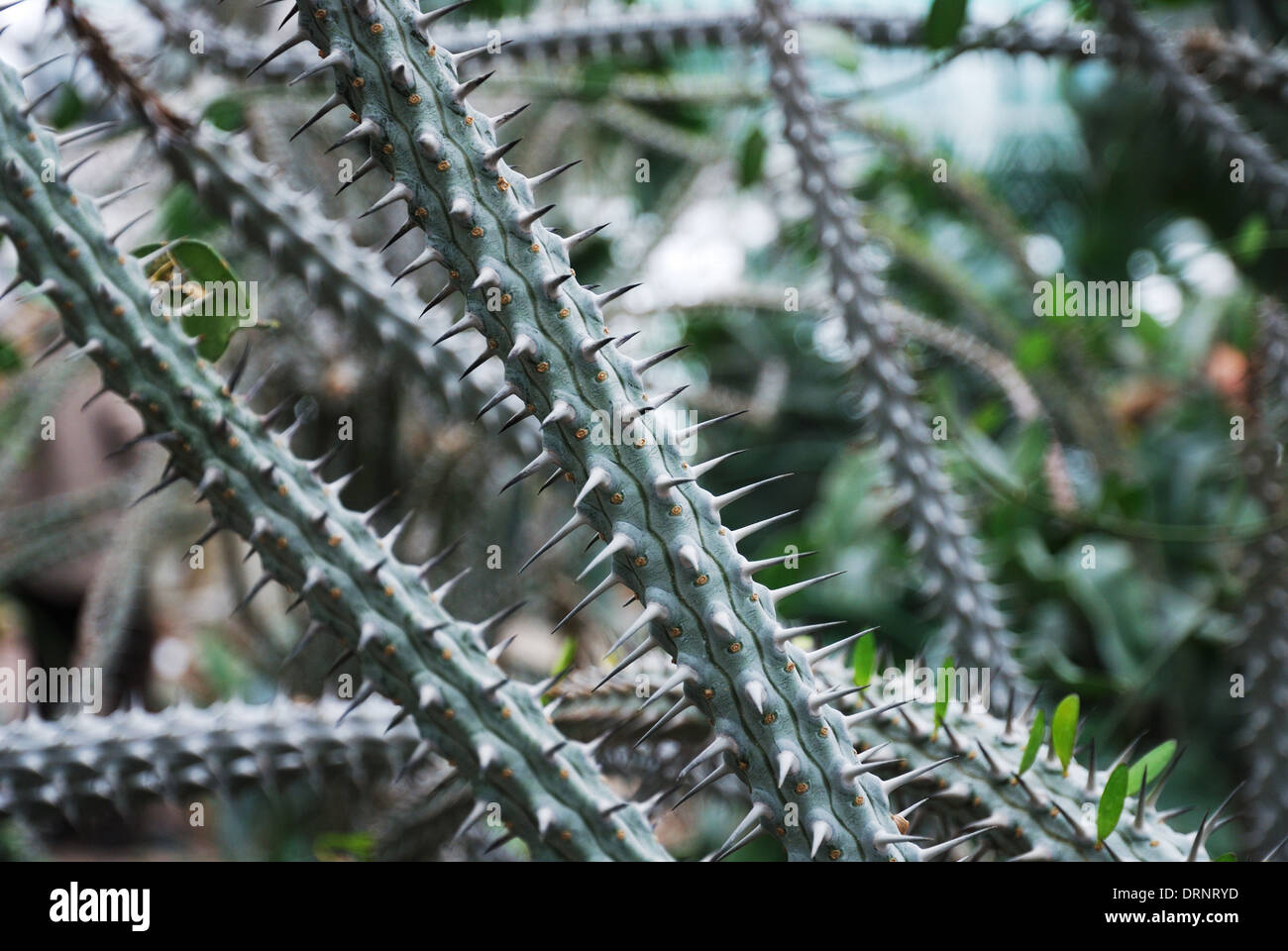 Spike twigs of cactus Stock Photo - Alamy