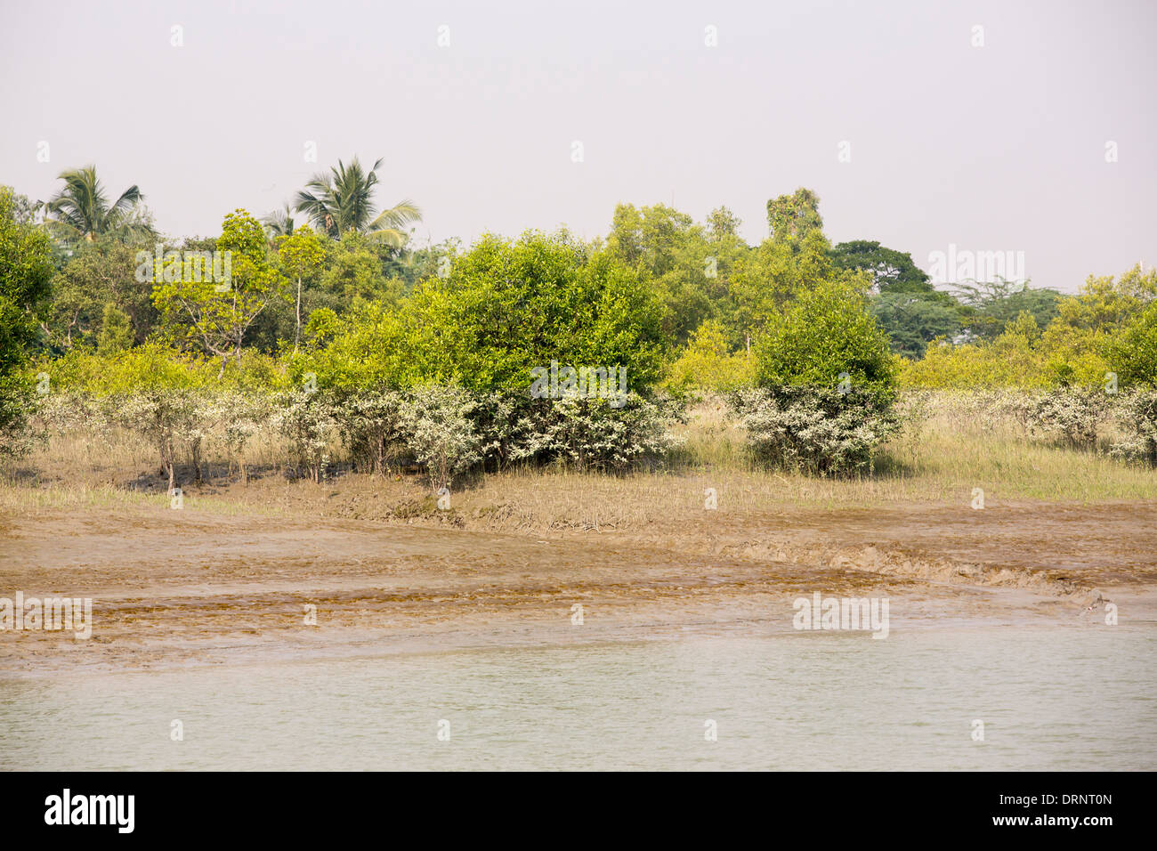 Mangroves in the Sunderbans a low lying area of the Ganges Delta that ...