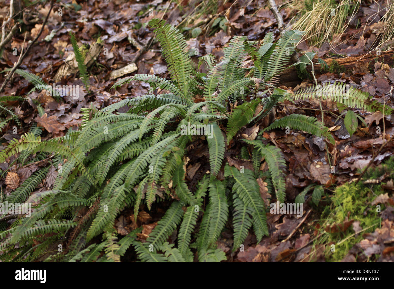 Hard fern hi-res stock photography and images - Alamy