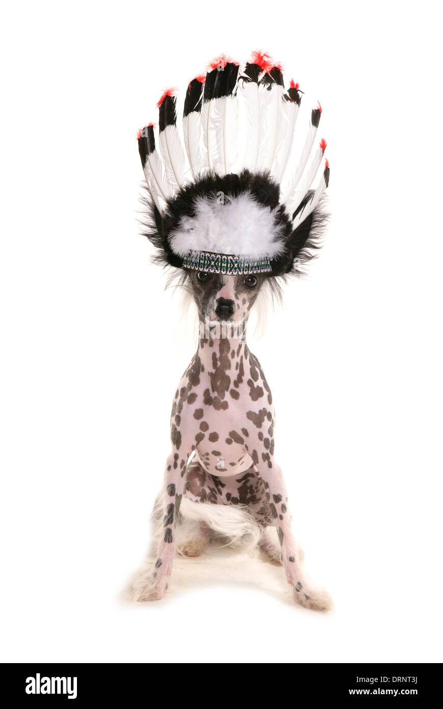 Chinese crested dog hi-res stock photography and images - Alamy