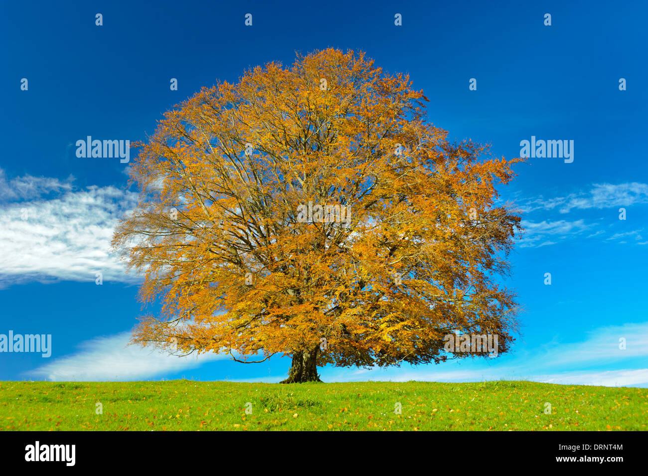big single beech tree at autumn Stock Photo - Alamy