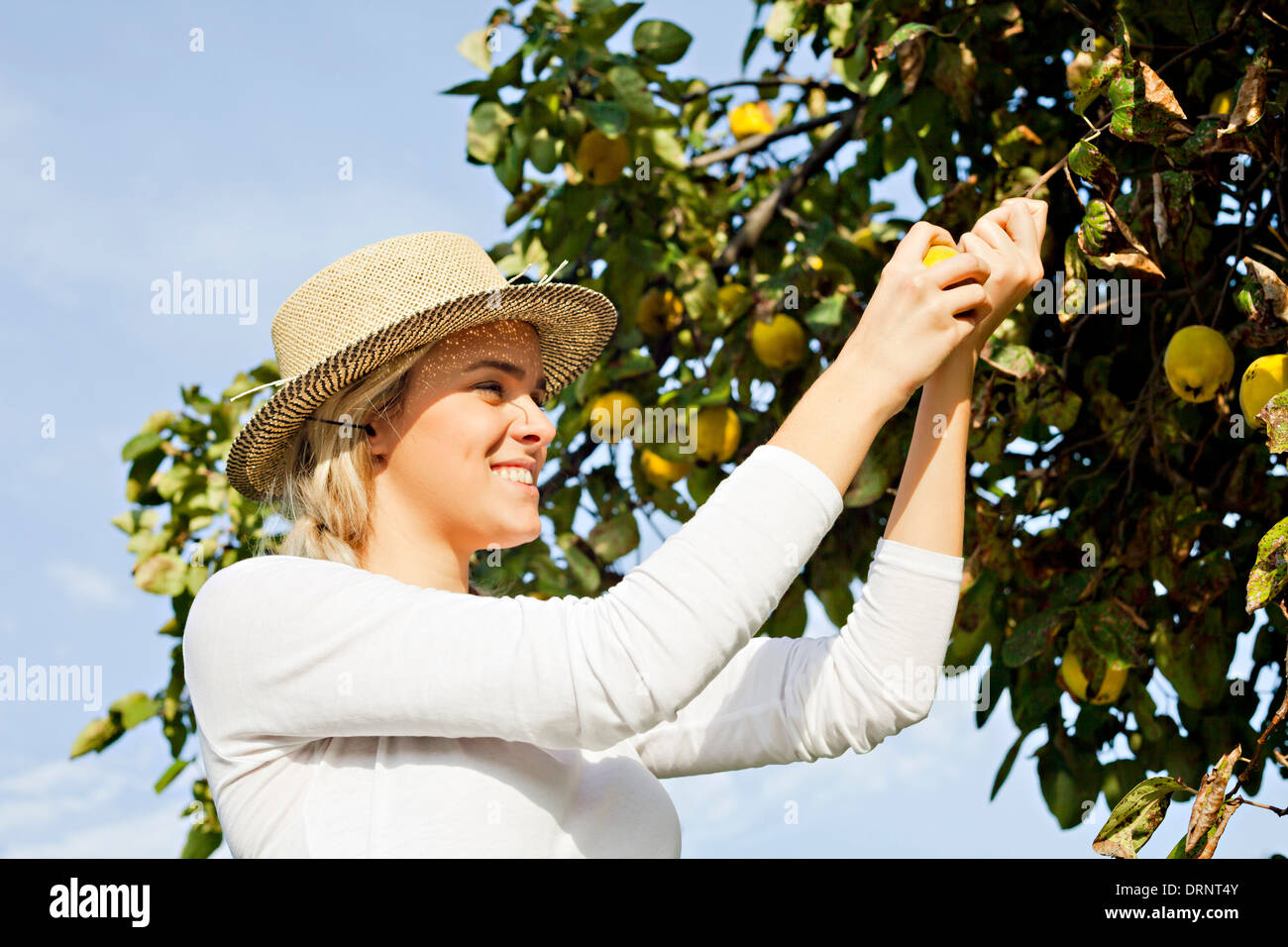 Real lemon tree hi-res stock photography and images - Alamy