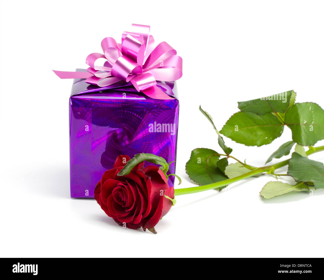 Rose and violet gift on the isolated white background Stock Photo - Alamy