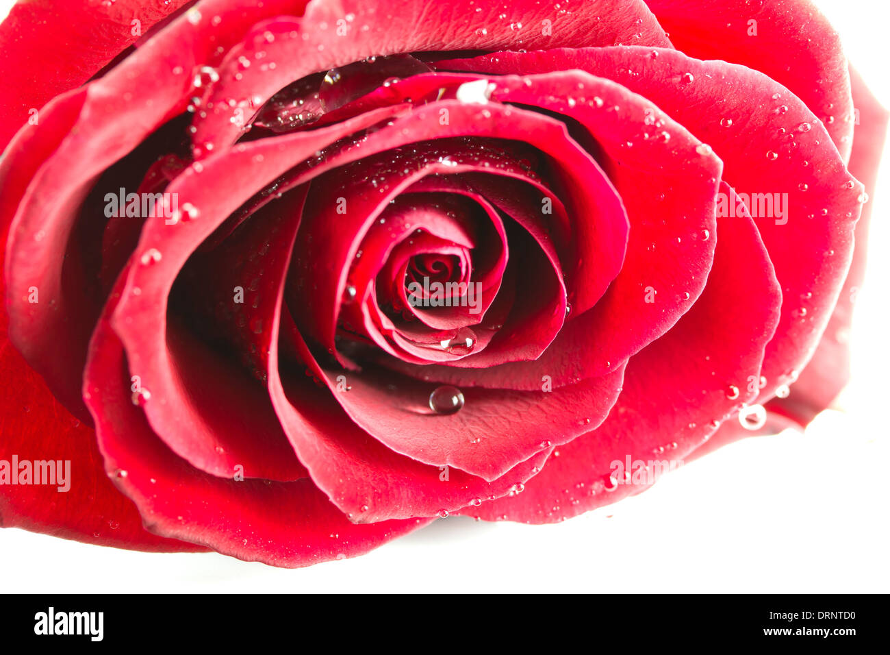 Rose with dew close up on the isolated white background Stock Photo - Alamy