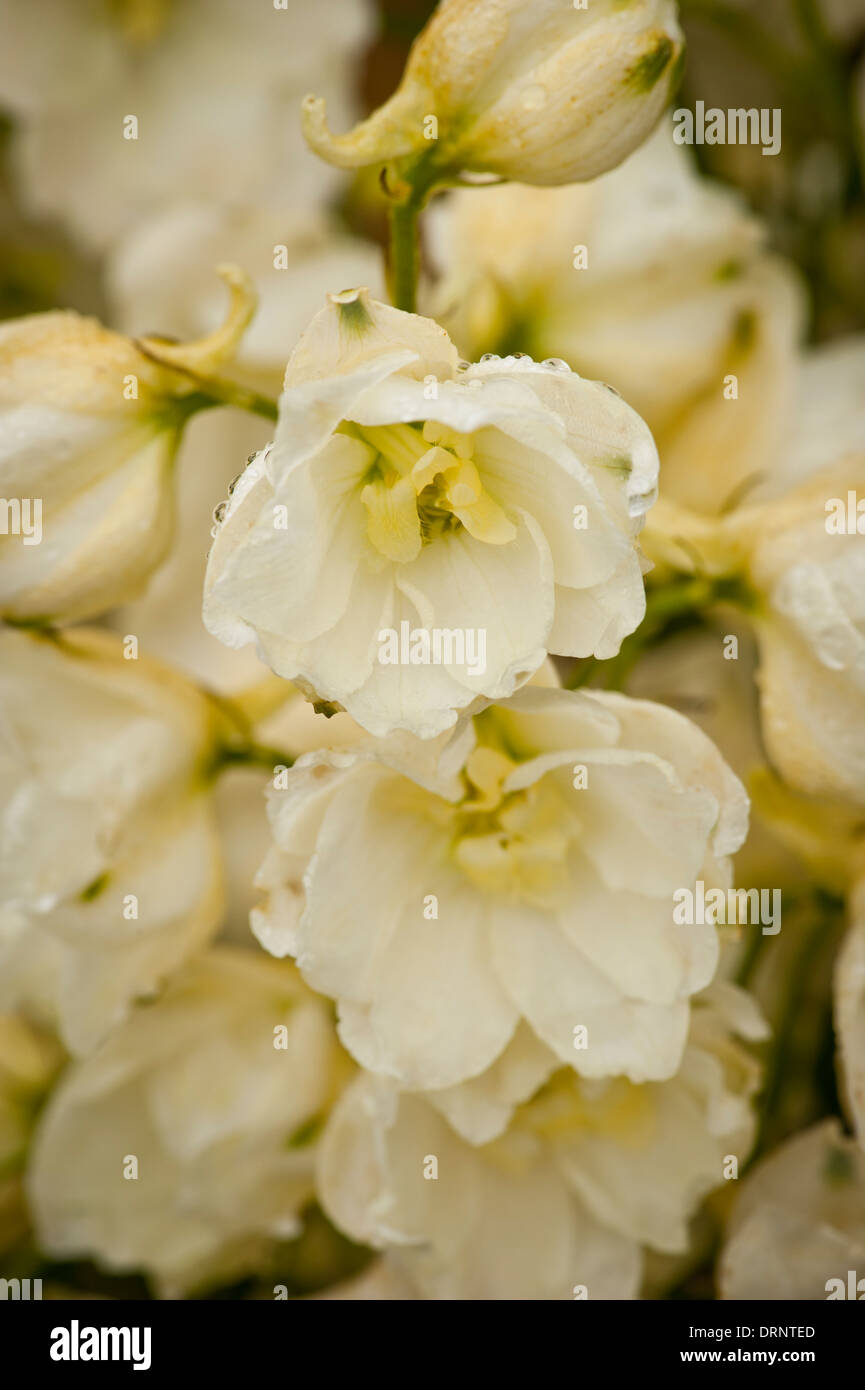 Cream coloured flowers hi-res stock photography and images - Alamy